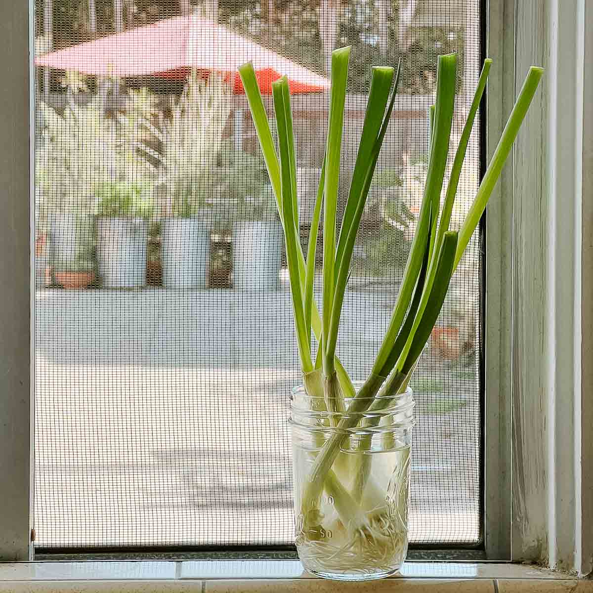 Apartment Homesteading For Beginners | theseasidecalls.com